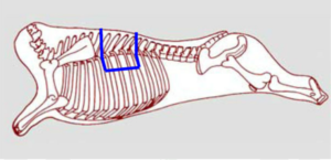 FORE RIBS, RIB EYE & RIBS - Ralph Pearson - Wholesale Buchers